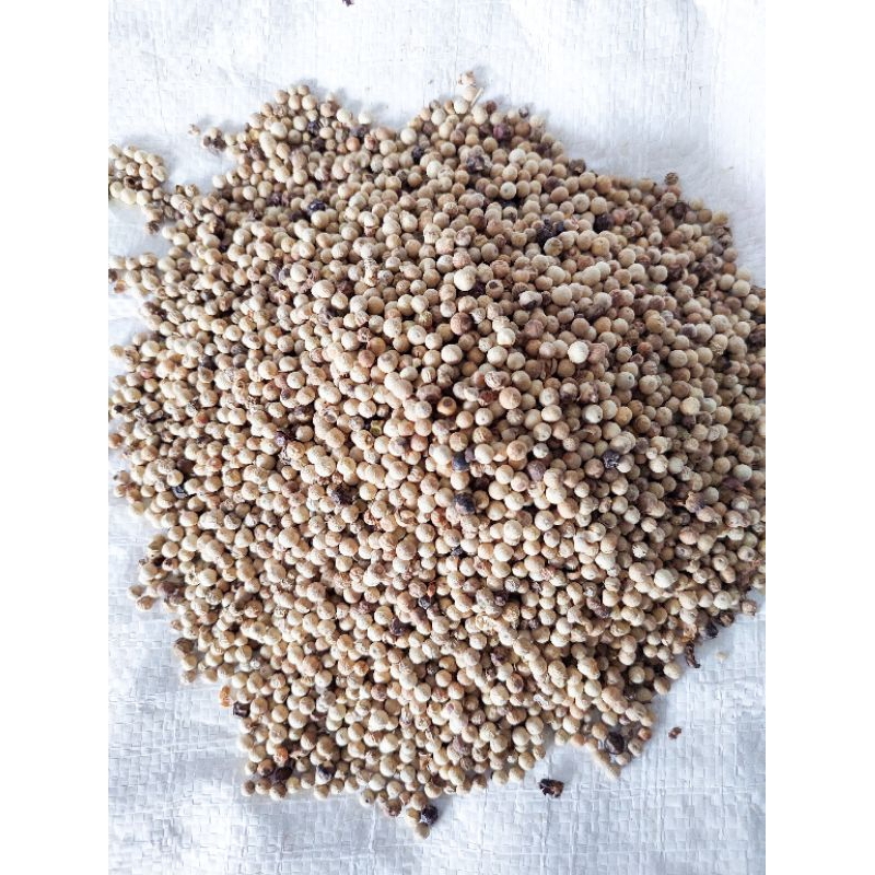 Jual LADA MERICA BUMBU DAPUR | Shopee Indonesia