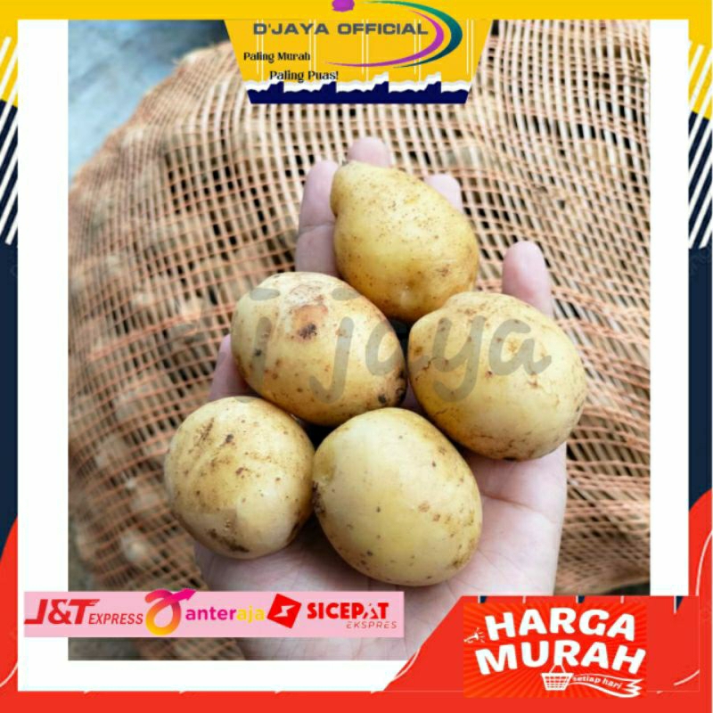 Jual Kentang Dieng Baby Potatto Kentang Rendang Kecil Fresh 1 kg ...