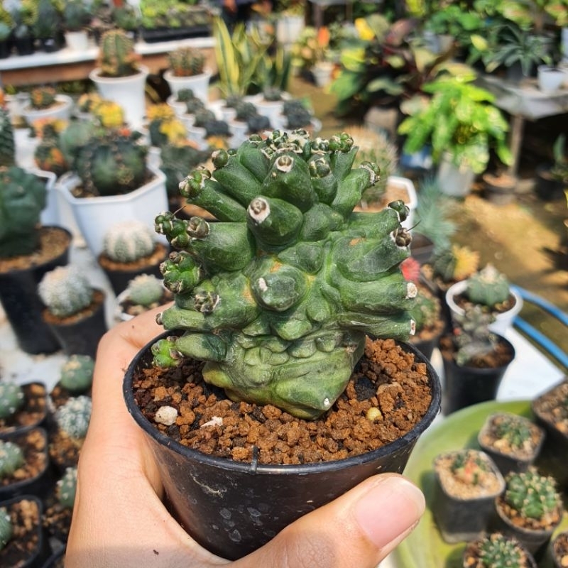 Jual Kaktus Transformer Cactus Gymno Kikko Transformers Gymnocalycium ...