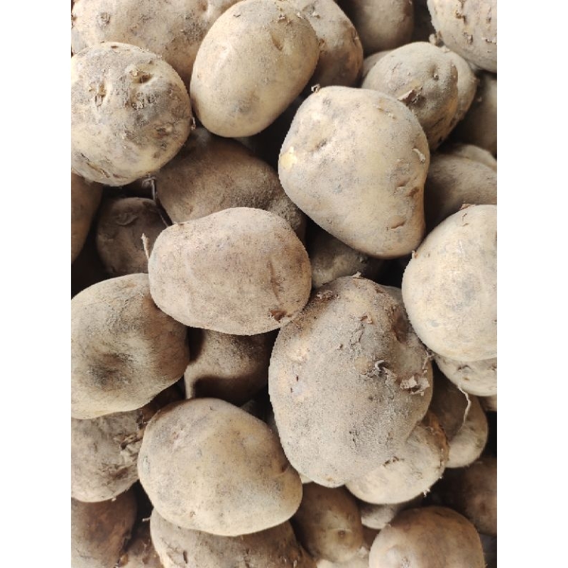 Jual KENTANG BESAR 500 GRAM | Shopee Indonesia