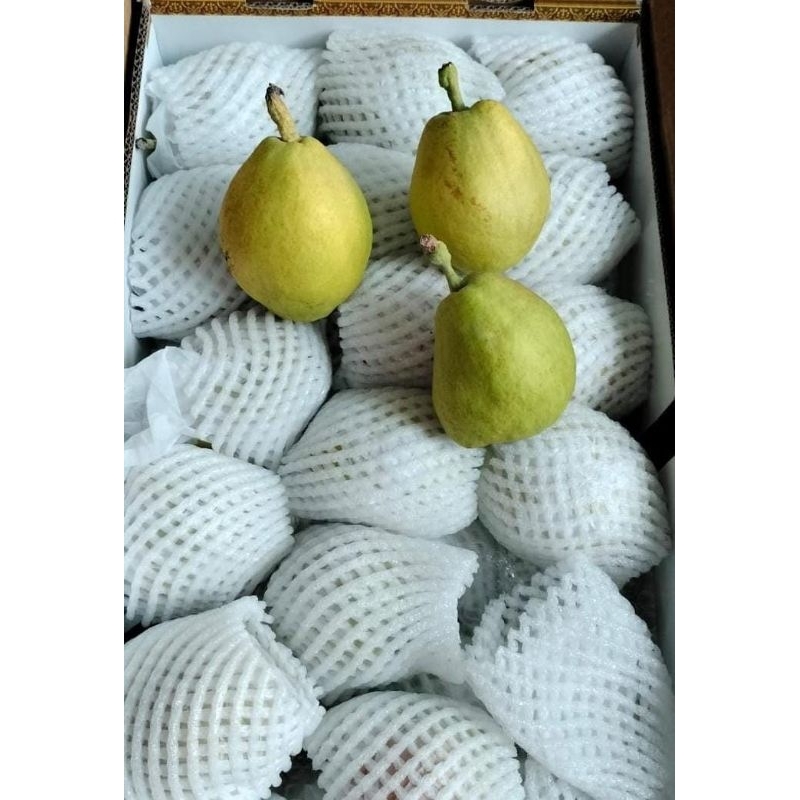 Jual Indukbuah Buah Pir xiangli Pear xiang lie 1 dus ±7kg | Shopee ...