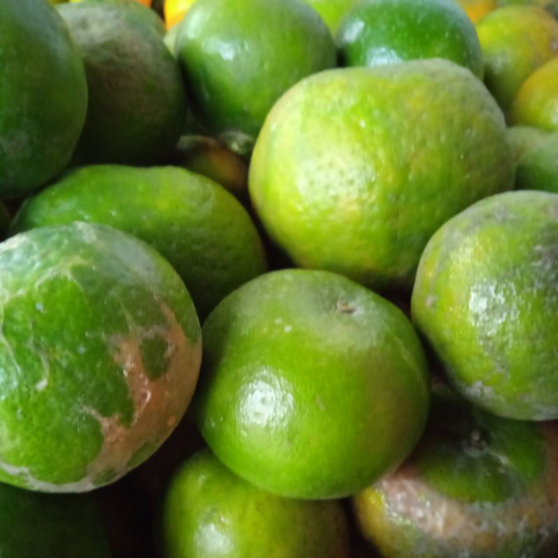Jual jeruk baby JAVA 500 gram | Shopee Indonesia