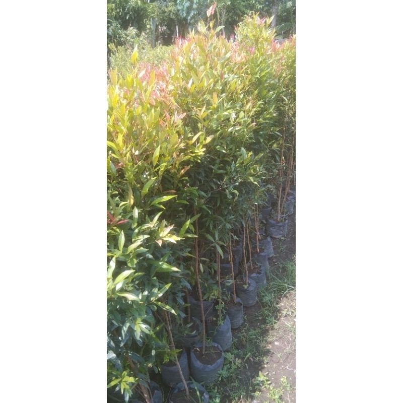 Jual bunga pucuk merah tinggi 1 meter up | Shopee Indonesia