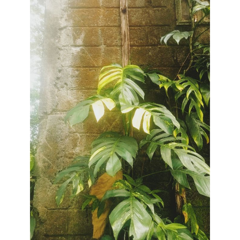 Jual epipvarkun/epip kujang | Shopee Indonesia