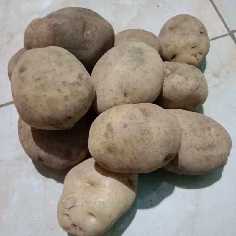 Jual kentang jumbo 1kg | Shopee Indonesia