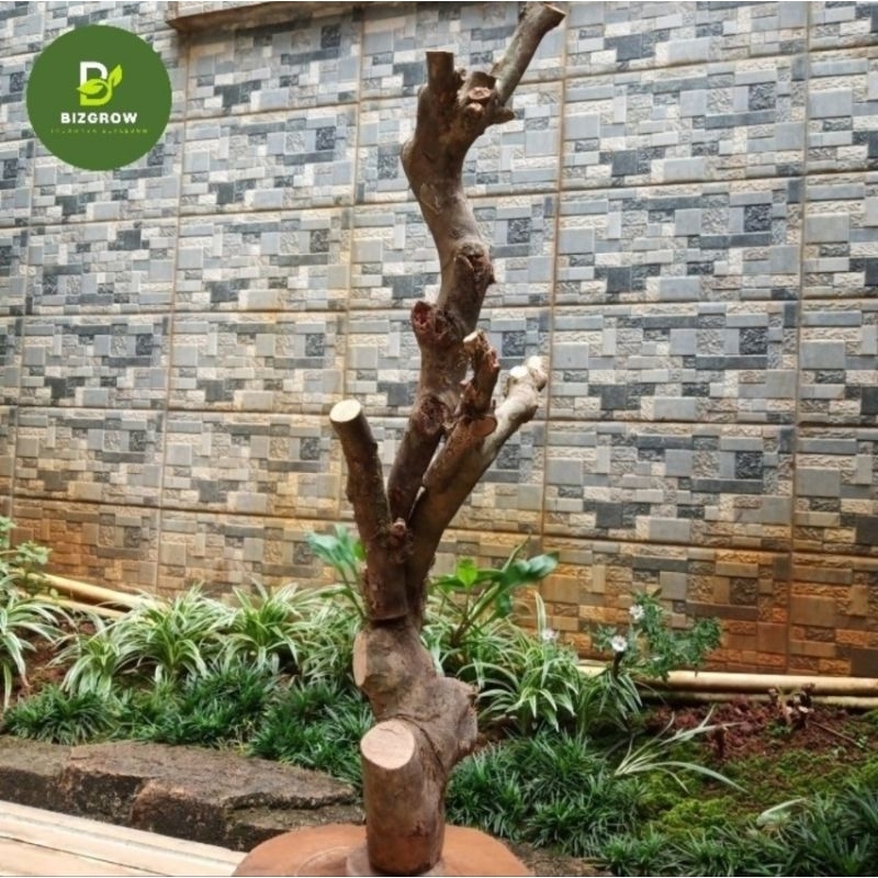 Jual Batang Kayu Kopi Anggrek Media Tanam (Tinggi 1m) | Shopee Indonesia