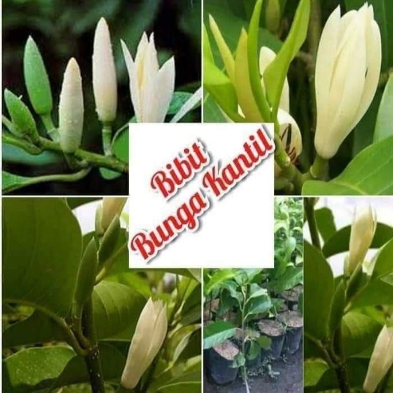 Jual Bibit bunga kantil/cempaka Putih siap berbunga super Murah tinggi ...