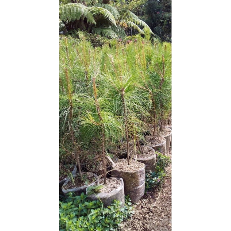 Jual Tanaman Pohon pinus / bibit pohon pinus 30cm batang | Shopee Indonesia