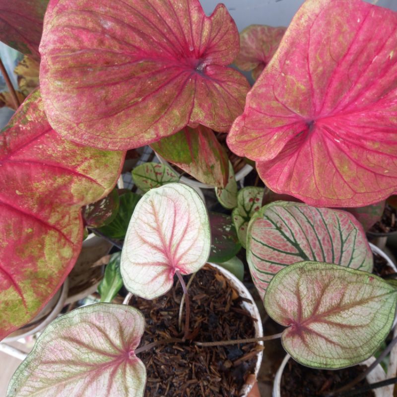 Jual caladium hybrid thailand / keladi jadul murmer (1 - 5 ) | Shopee ...