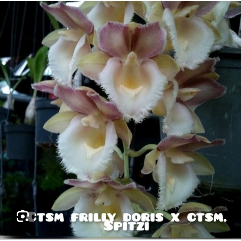 Jual Catasetum Frilly Doris x Spitzy | Shopee Indonesia