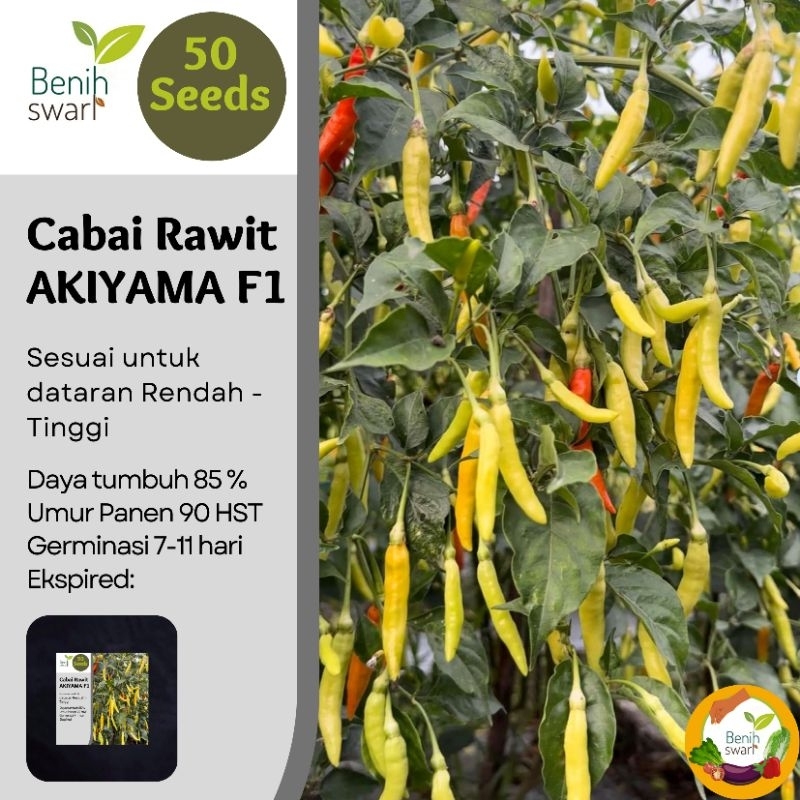 Jual Benih Swari: (isi 50 butir) Benih Cabe / Cabai Rawit Super Pedas ...