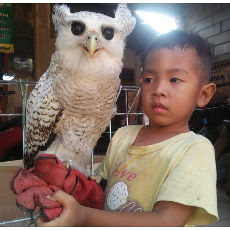 Jual bubo sumatranus | Shopee Indonesia