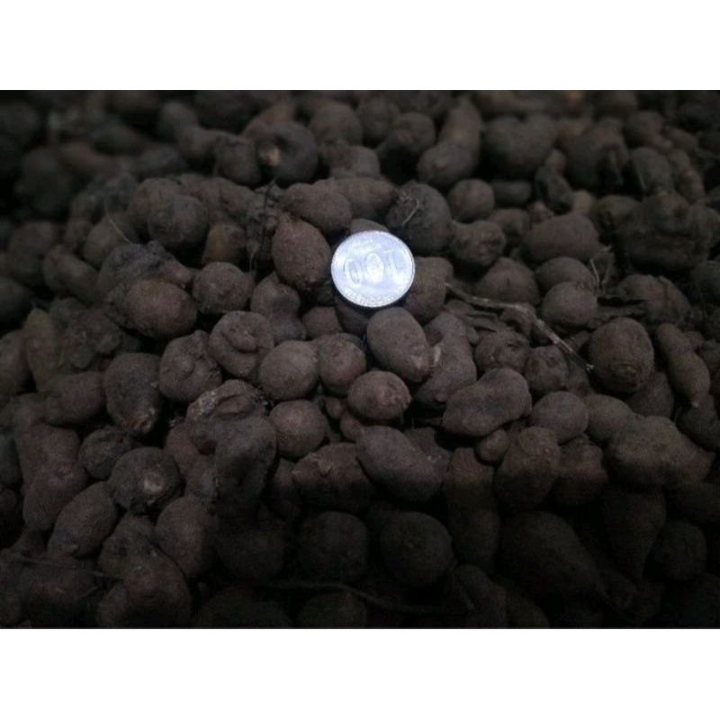 Jual Kentang hitam jawa 1 Kg | Shopee Indonesia