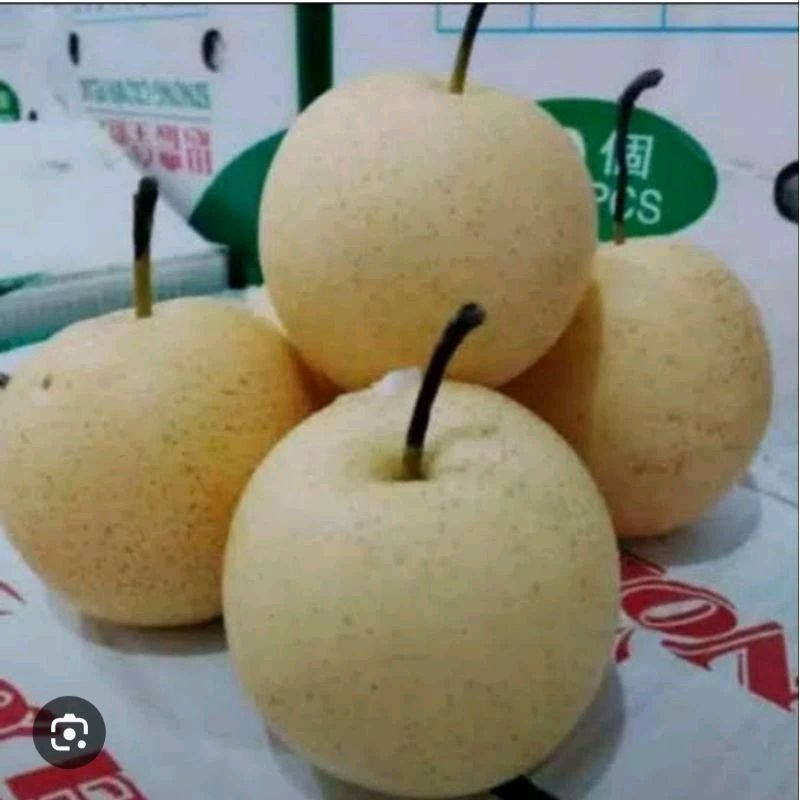 Jual Pear Pir Century 1 dus ( 14 kg ) | Shopee Indonesia
