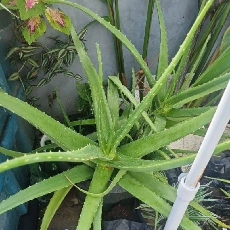 Jual Lidah Buayatanaman Lidah Buaya Shopee Indonesia