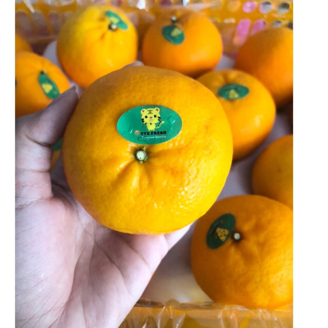 Jual Jeruk Wogan Mandarin TTX Tiger /kg | Shopee Indonesia