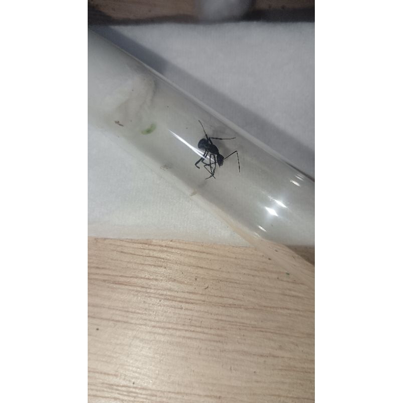 Jual Ratu semut polyrachis/queen ant fertile seperti di gambar | Shopee ...