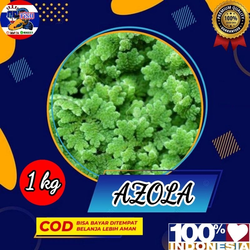 Jual Bibit azolla 1kg | Shopee Indonesia