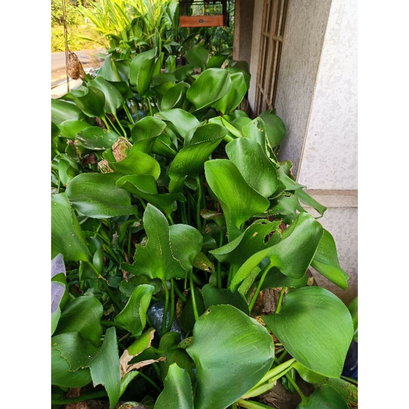 Jual Terbaik tanaman eceng gondok super | Shopee Indonesia