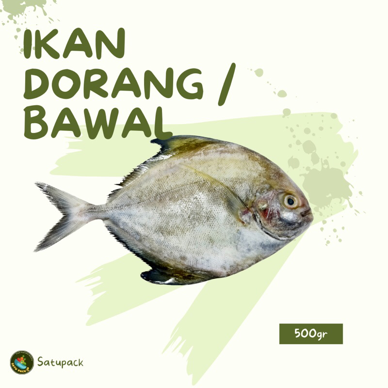 Jual IKAN BAWAL/IKAN DORANG SEGAR SUDAH BERSIH - 500gr 1Kg | Shopee ...