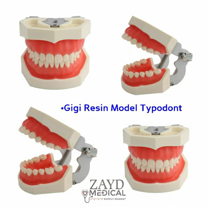 Jual Phantom Manikin Gigi Lepas Pasang/ Manekin Dental Gigi Resin ...