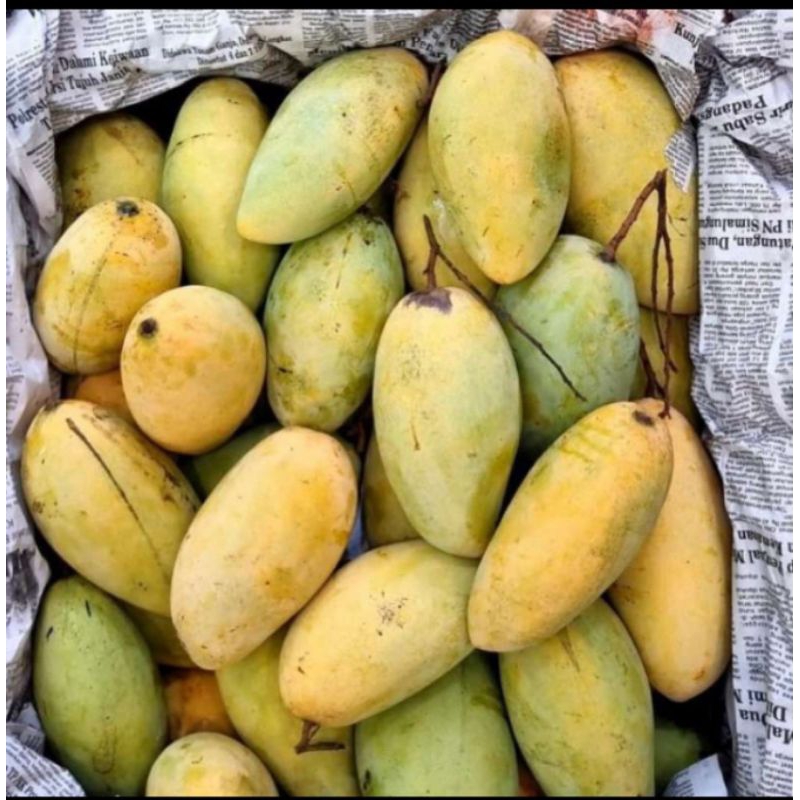 Jual MANGGA THAILAND FRESH 1KG | Shopee Indonesia