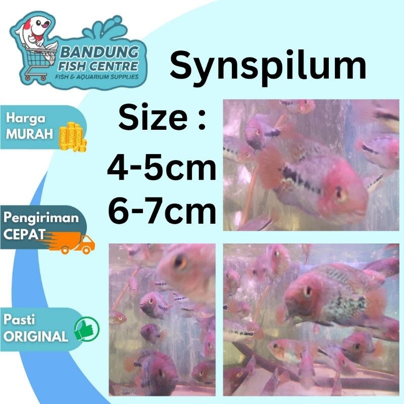 Jual Vieja Synspilum Simpilum Sintilum Ikan hias Cichlid Siklid ...