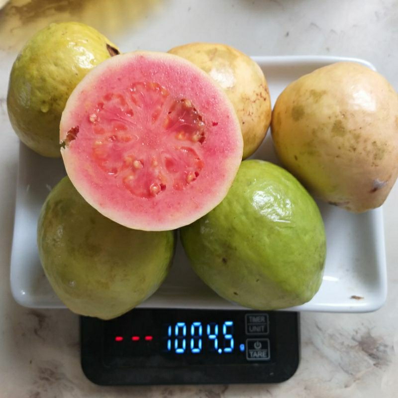 Jual Jambu Merah Lokal instant pekanbaru 950 g | Shopee Indonesia