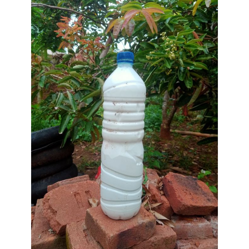 Jual getah pohon karet asli 600ml d jamin tahan lama | Shopee Indonesia