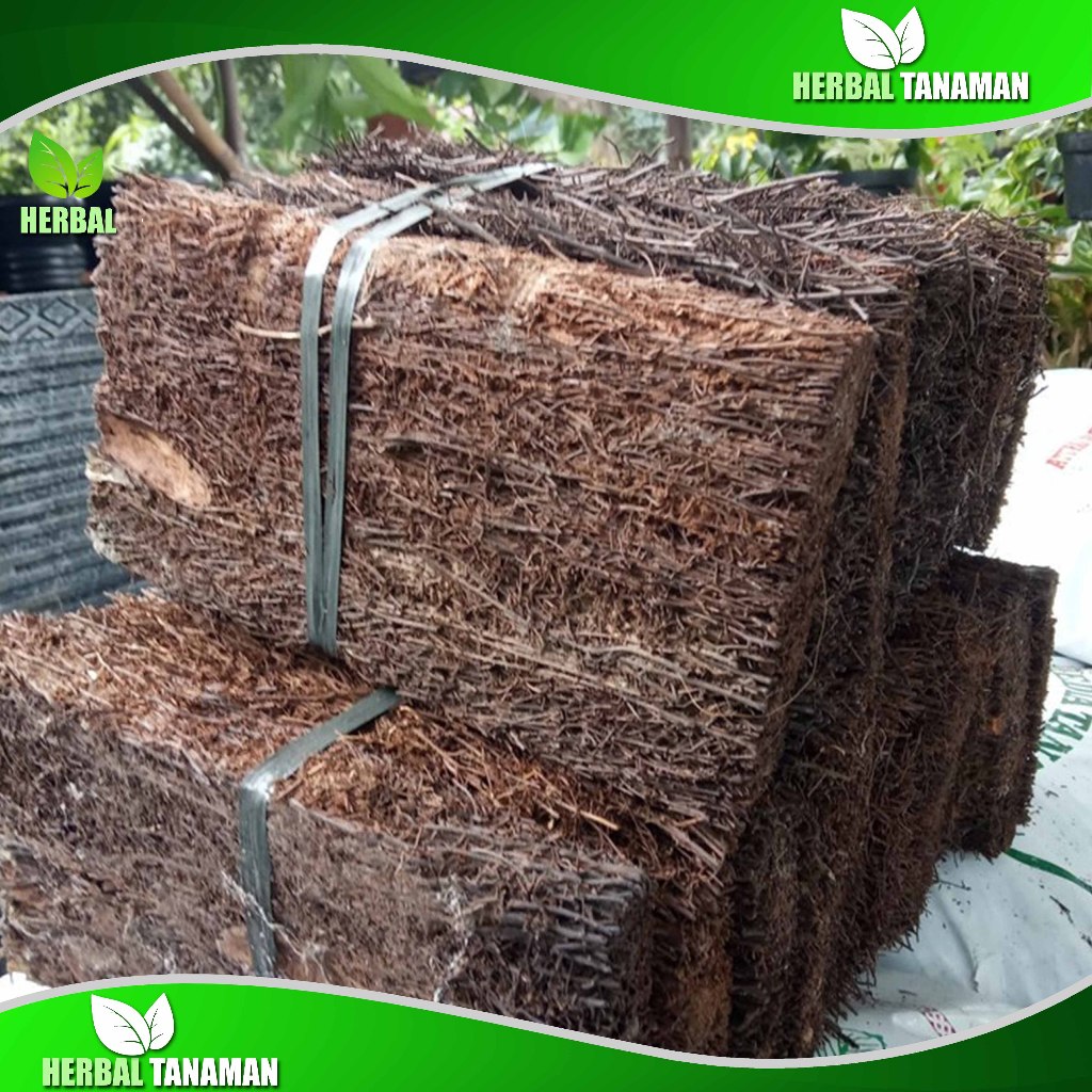 Jual Papan Pakis Media Tanam Anggrek - Lempeng Pakis Media tanam ...