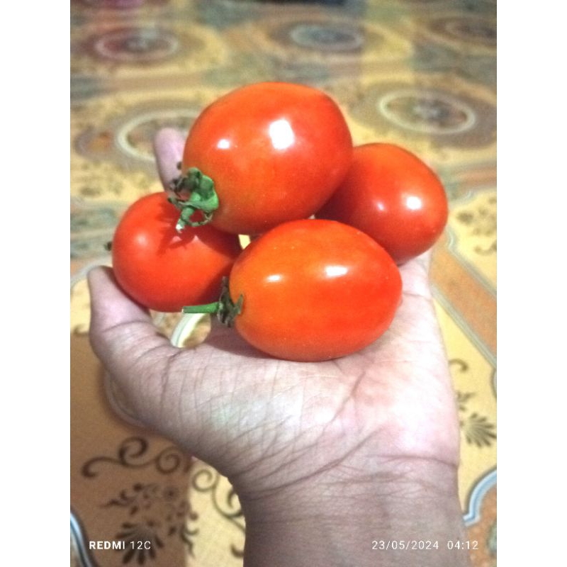 Jual TOMAT BUAH TOMAT SAYUR 1KG SEGAR FREES SETIAP HARI | Shopee Indonesia