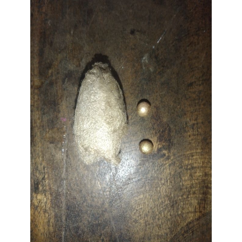 Jual besi kuning alam sepasang+kepompong | Shopee Indonesia