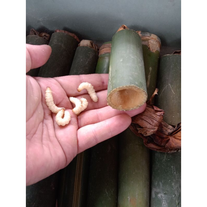 Jual cangkilung ulat bambu | Shopee Indonesia