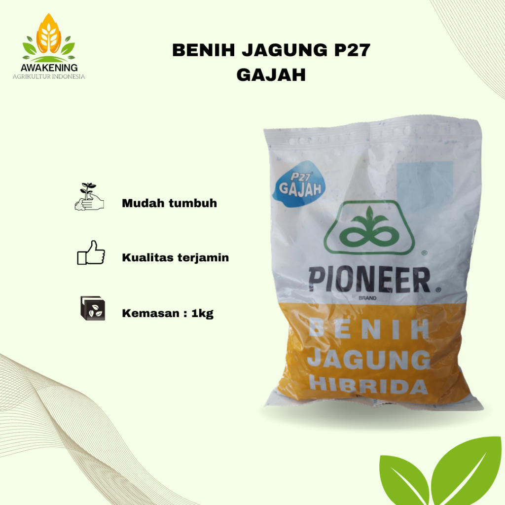 Jual BENIH JAGUNG HIBRIDA PIONEER P27 GAJAH 1KG | Shopee Indonesia