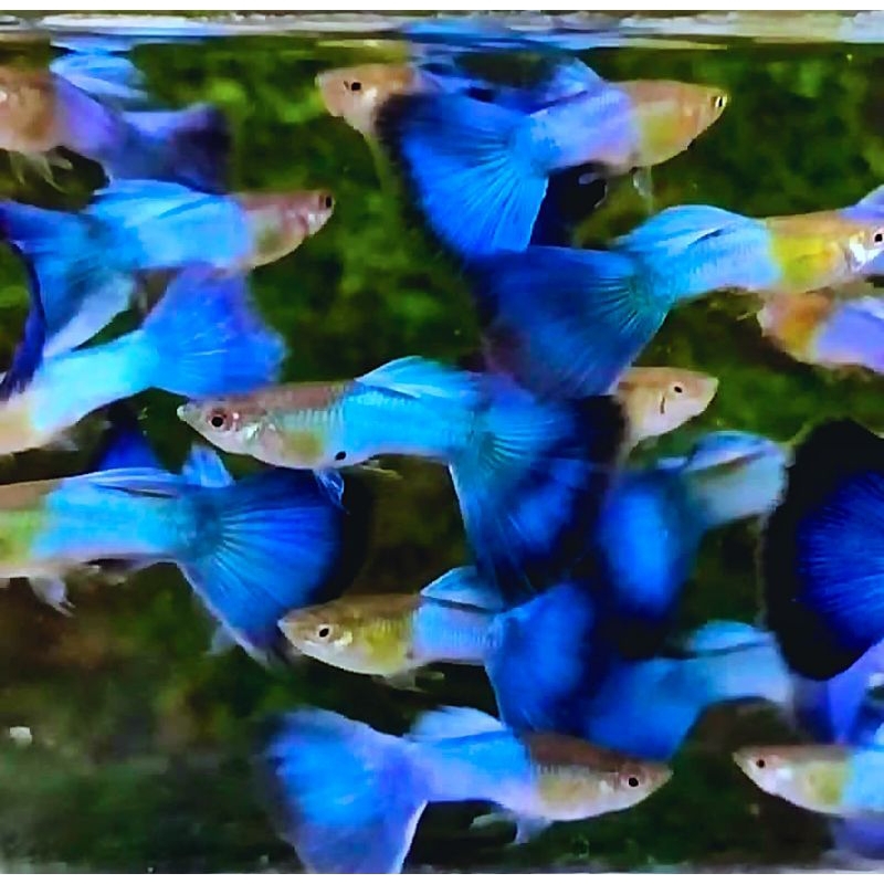 Jual ikan hias guppy japan blue aquamarine sepasang jantan betina trio hiasan aquarium, kolam ...