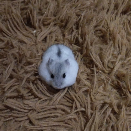 Jual Hamster winter white (Tiger, Pearl, Golden, Argente, Sapphire ...