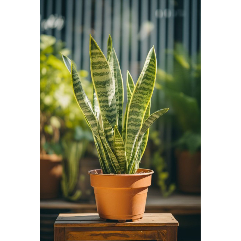 Jual Tanaman Sanseviera Lidah mertua -Kuning // Bunga Hias Sansivera ...