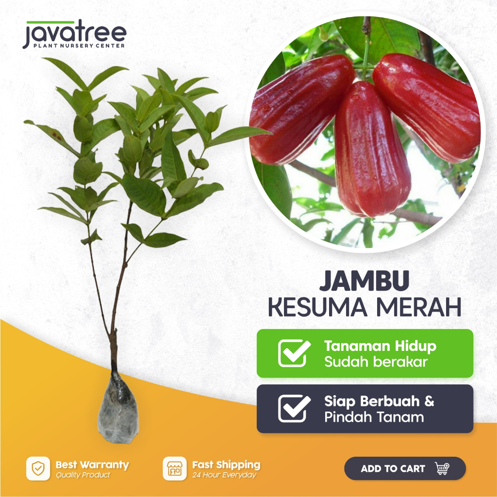 Jual JAVATREE - Bibit Tanaman Jambu Air Kesuma Merah | Shopee Indonesia