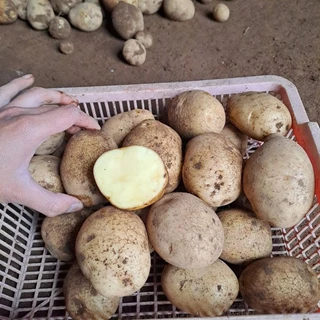 Jual Kentang 1 Kg Terlengkap & Harga Terbaru Oktober 2025 | Shopee ...