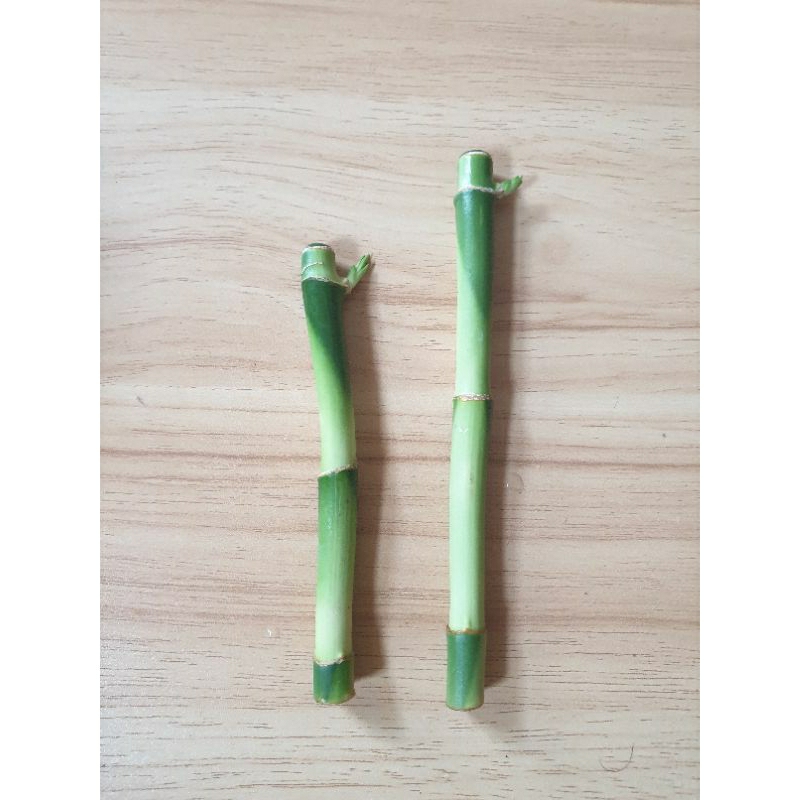 Jual Bambu hoki / bambu rejeki batangan | Shopee Indonesia