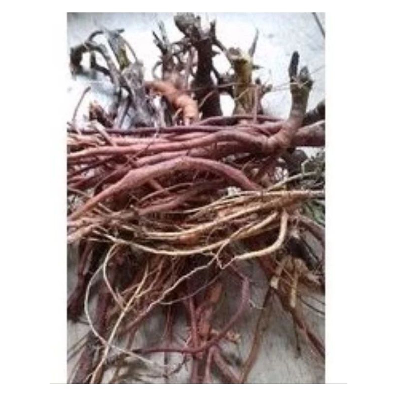 Jual akar putri malu 150g | Shopee Indonesia