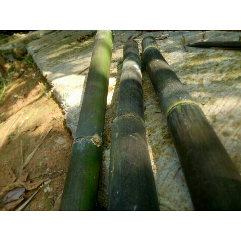 Jual Bambu Belahan, pagar tanaman bambu, bambu hitam bambu kuning bambu ...