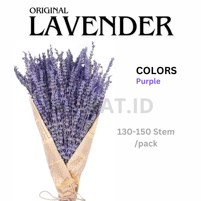 Jual [10 TANGKAI] ORIGINAL LAVENDER BUNGA KERING PRESERVED FLOWER ...