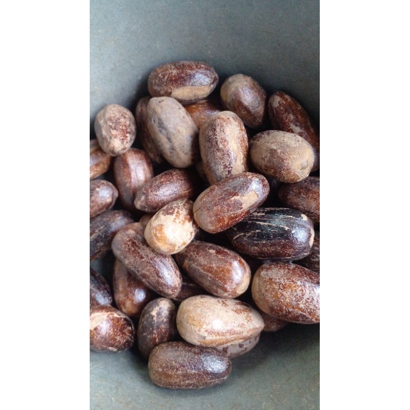 Jual biji pala lonjong / pala kocak 100 gram | Shopee Indonesia