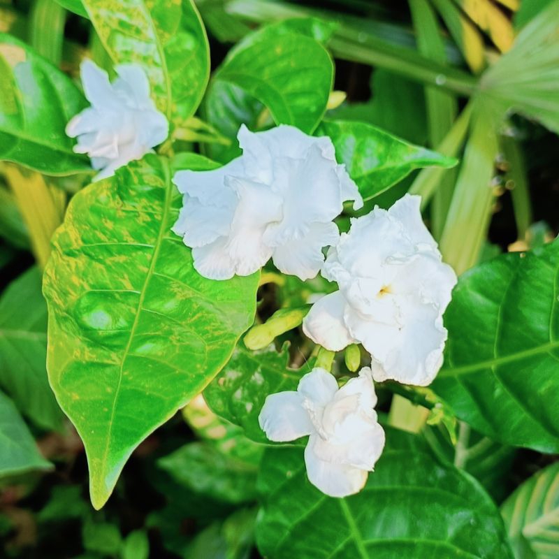 Jual Tanaman Bunga Mandakaki/Mondokaki/Tabernaemontana Divaricata ...