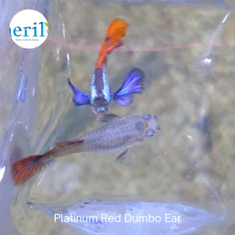 Jual Guppy Platinum Red Dumbo Ear / PRDE Grade | Shopee Indonesia