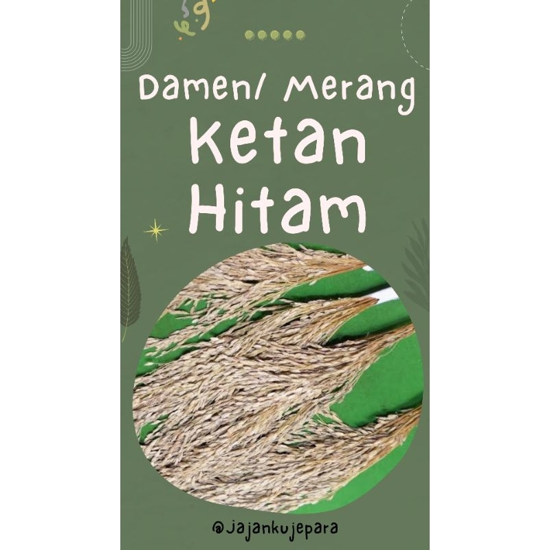 Jual Merang ketan hitam jerami Padi ketan hitam Damen ketan hitam satu ...