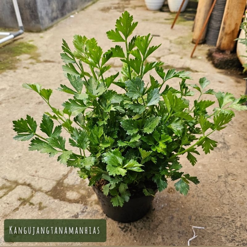 Jual 1 POT TANAMAN SLEDRI SELEDRI ( SIAP KONSUMSI ) | Shopee Indonesia