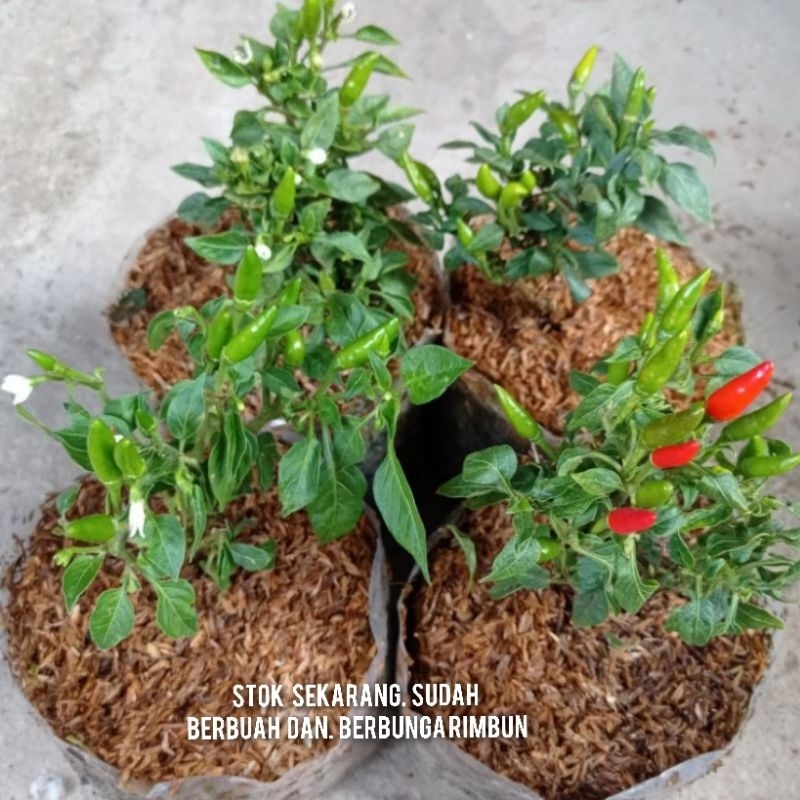 Jual tanaman cabe rawit stok SUDAH BERBUNGA atau BERBUAH rimbun lebat ...