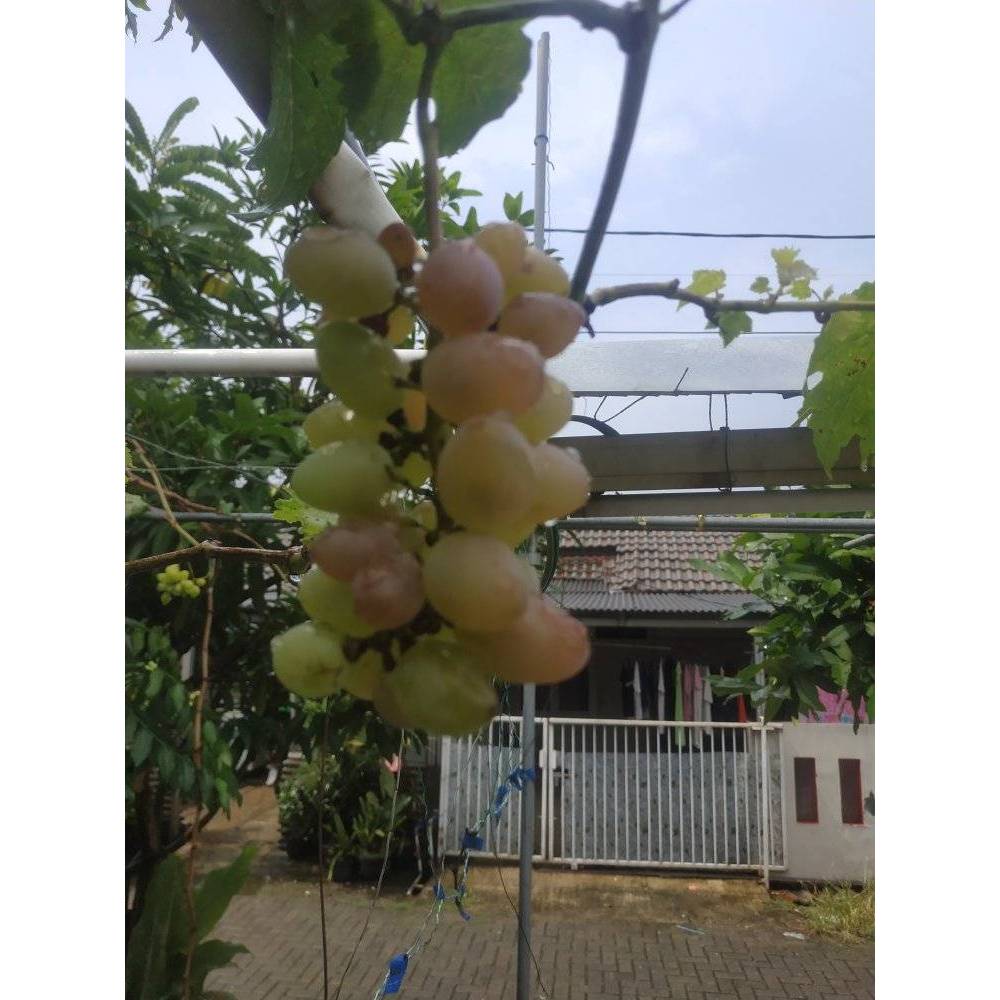 Jual varian bibit anggur tinggi 1.5 sampai 2 meter | Shopee Indonesia